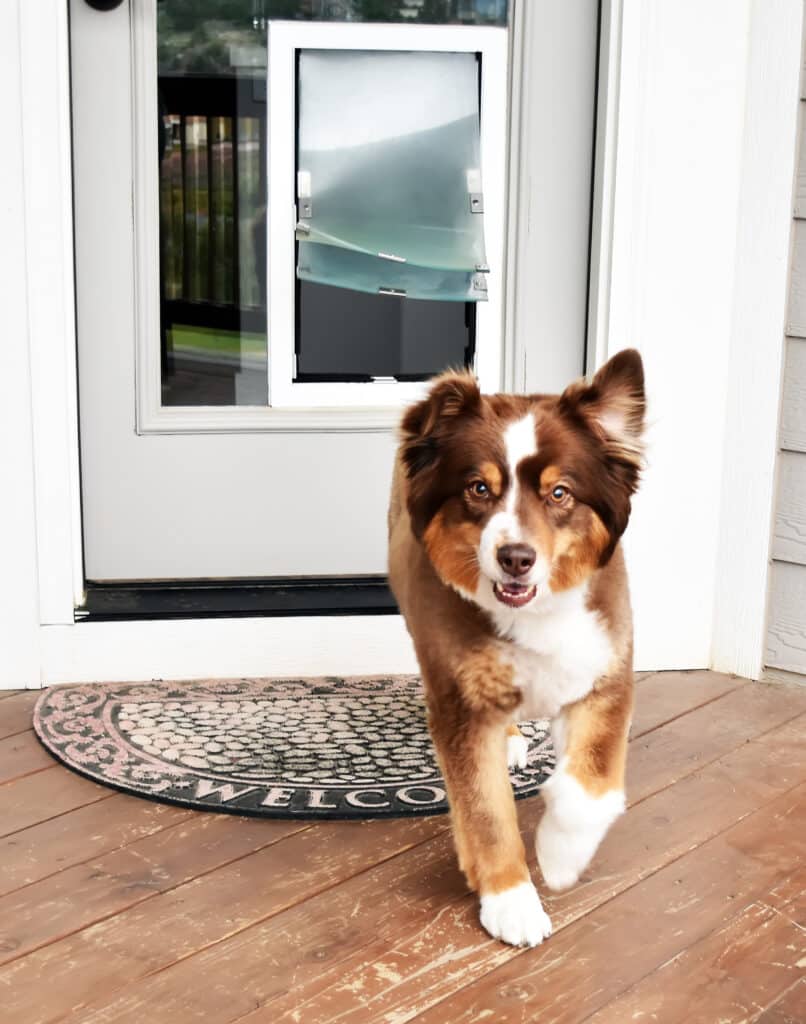 Dog and Cat Door Products | View All Sizes and Styles